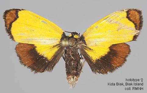 Papua Insects Foundation (Lepidoptera/Erebidae(Arctiinae)/Damias biakensis)
